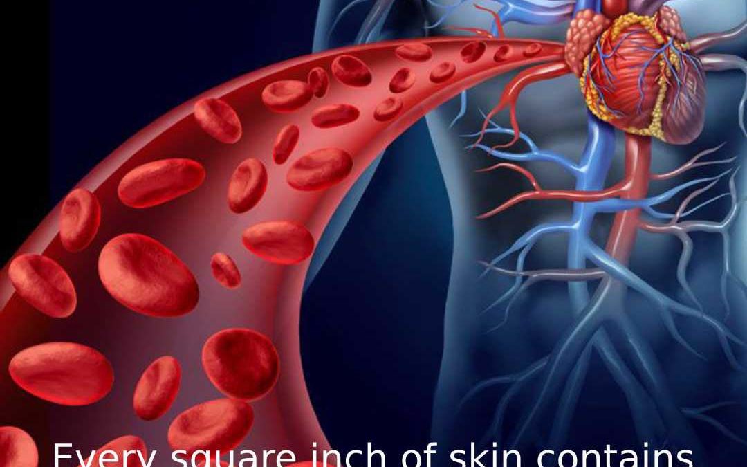 The Skin’s Blood Supply | Beauty Setup