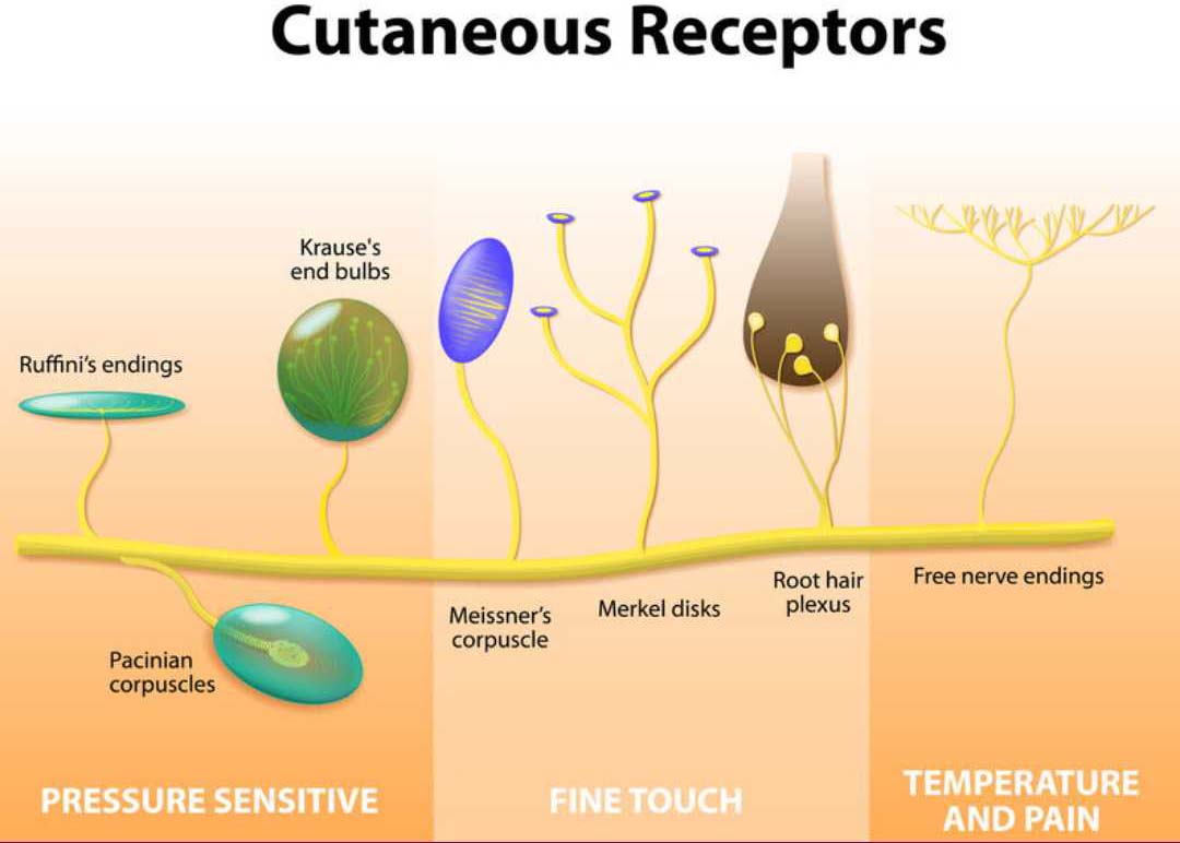 Sensory Nerves In The Skin Layers